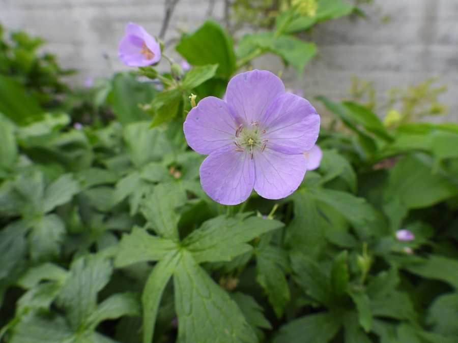Wild Geranium | MSD
